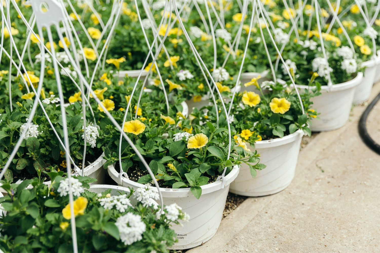 BLOOM Spring Flowers Fundraiser! – ACTON ACADEMY AT FALL CREEK