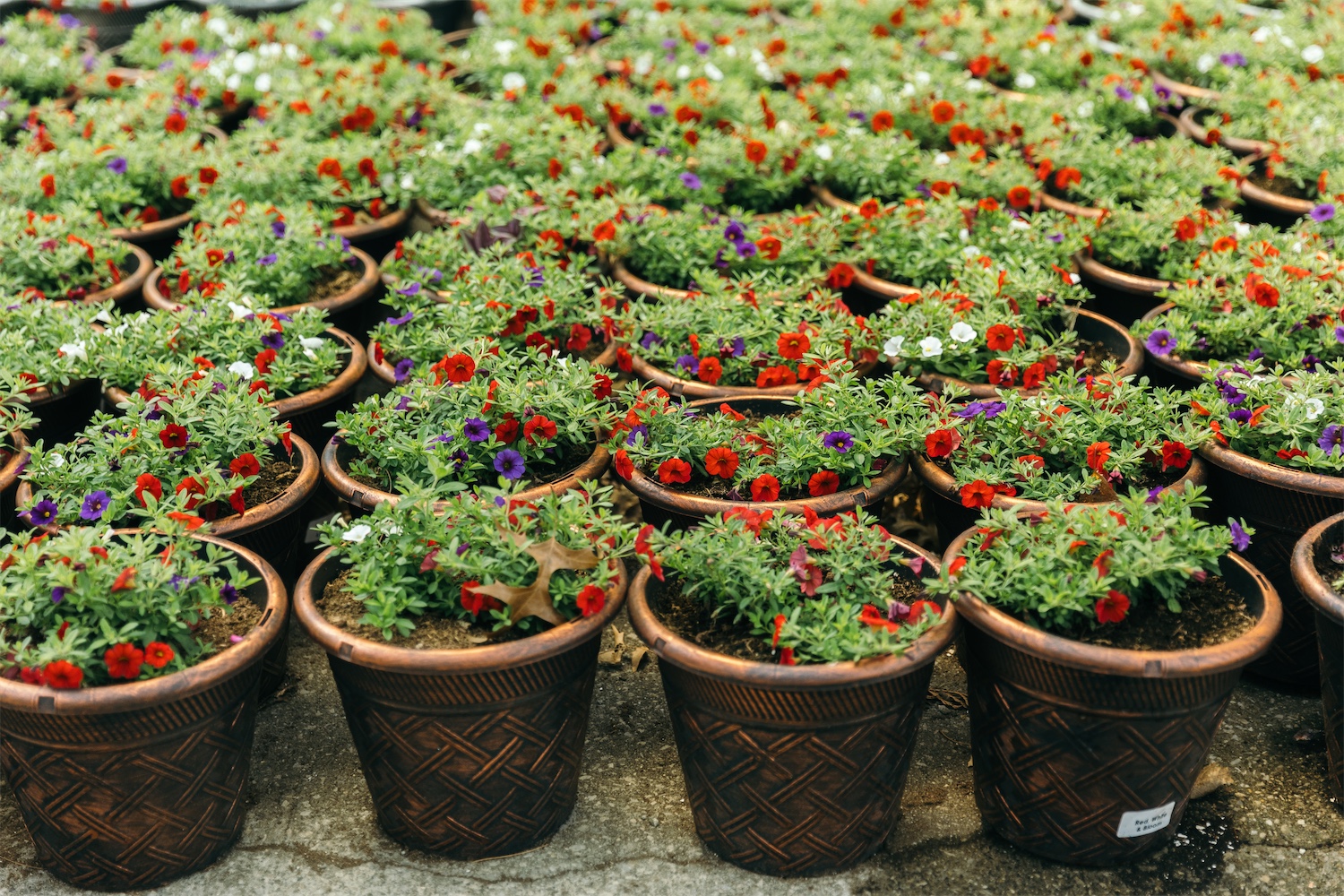 BLOOM Spring Flowers Fundraiser! – ACTON ACADEMY AT FALL CREEK