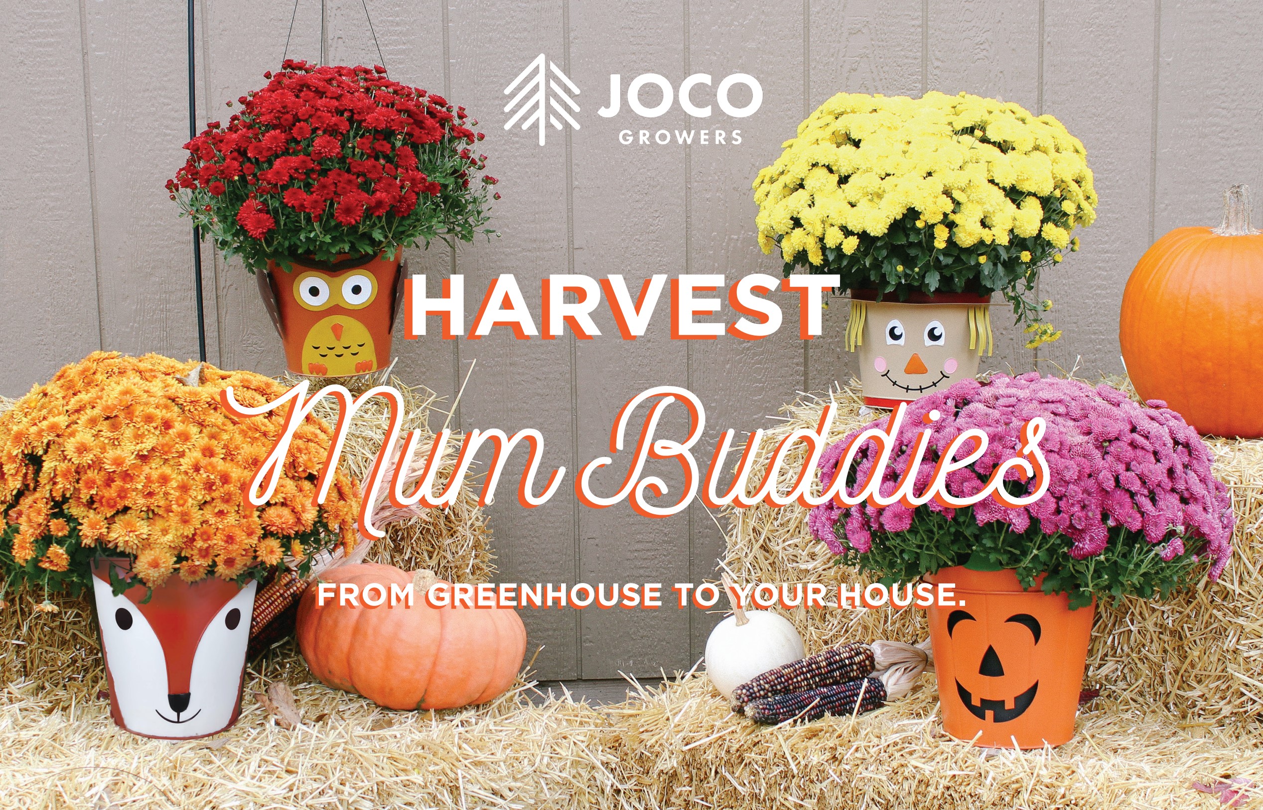 Harvest Mum Buddies Flower Fundraiser! – ACTON ACADEMY AT FALL CREEK